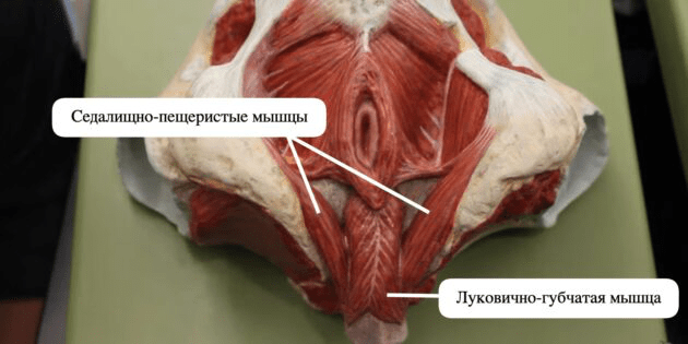 Kegel Exercises for Men That Can Boost Sexual Health | № 466 | Healthy ...