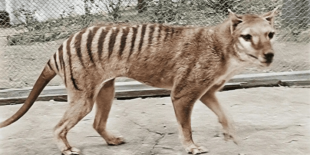 Scientists to Revive Extinct Tasmanian Tiger Using Marsupial Mice ...