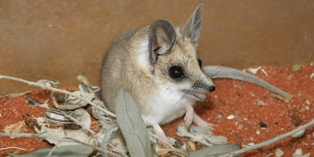 Scientists to Revive Extinct Tasmanian Tiger Using Marsupial Mice ...