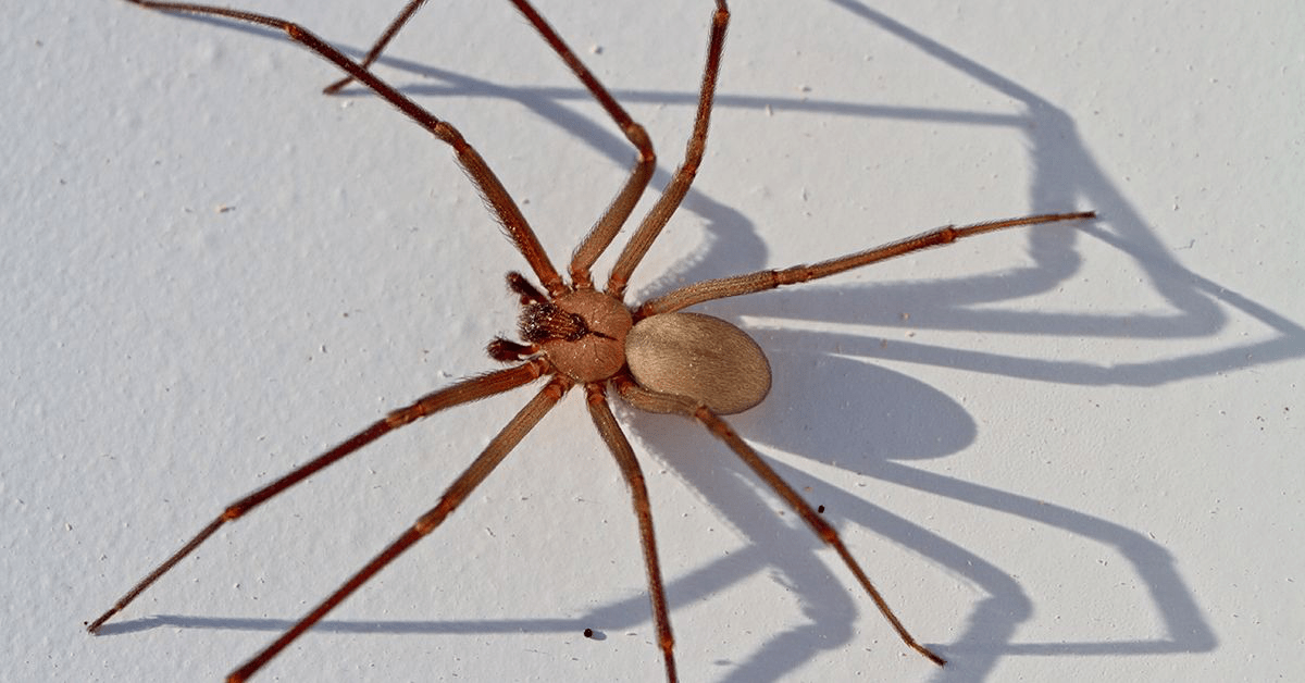 2025 Brown Recluse Spider Bite: Symptoms, Treatment Costs & Recovery ...