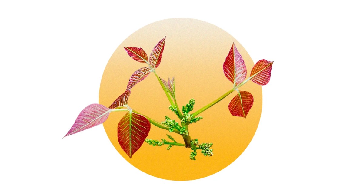 2025 Guide: How to Recognize Poison Ivy Year-Round and Avoid Costly ...