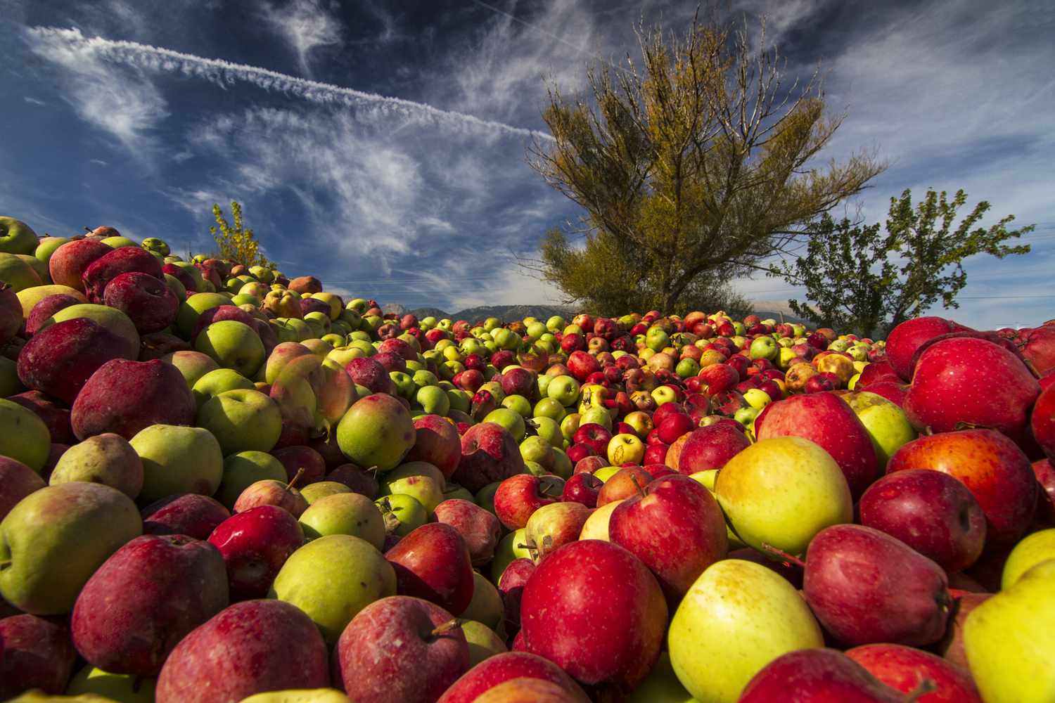 Understanding Expiration Dates: What They Really Mean for Food and ...