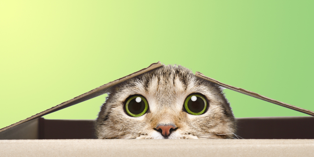 Can You Spot All the Cats? Test Your Observation Skills Now! | № 131138 ...