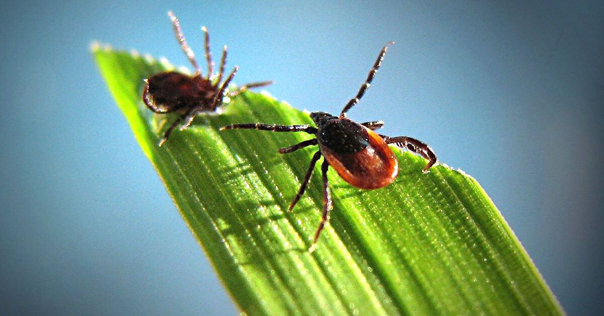 2025 Guide: How to Identify and Safely Remove Tick Nests from Your Yard ...